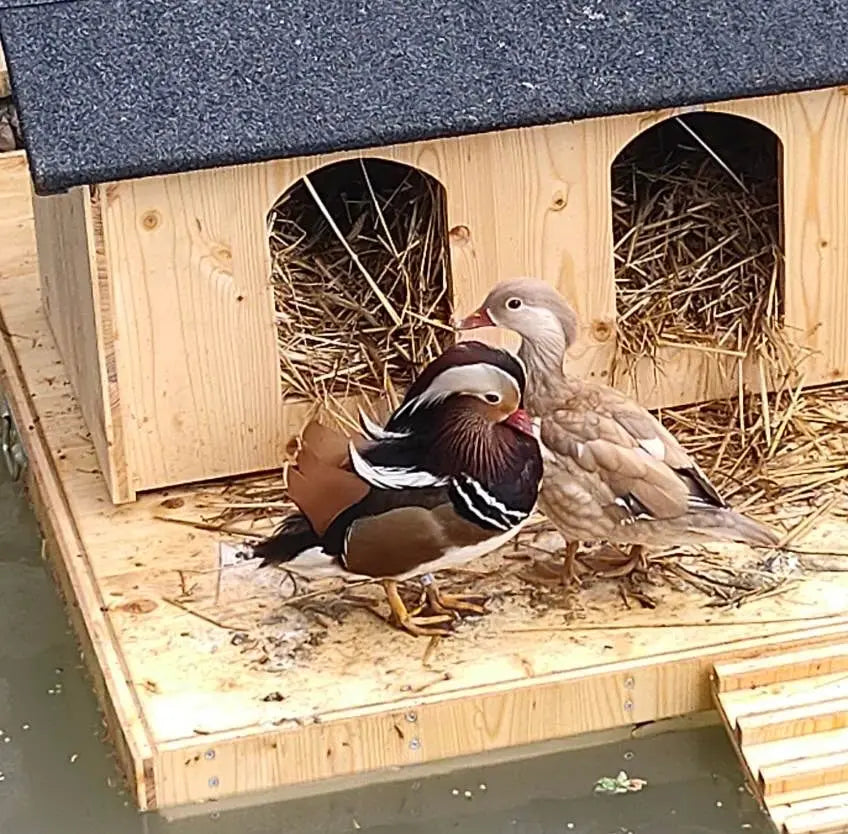 Nichoir pour canards et oies - cabane de reproduction – La Madera